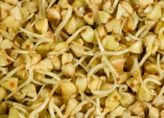 Buckwheat Berry Sprouts – Pure Synergy