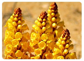 Cistanche Stem Extract – Pure Synergy