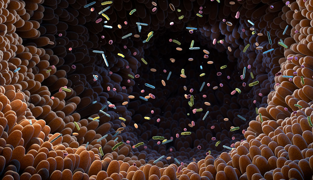 The Best Supplements for Gut Health – Pure Synergy
