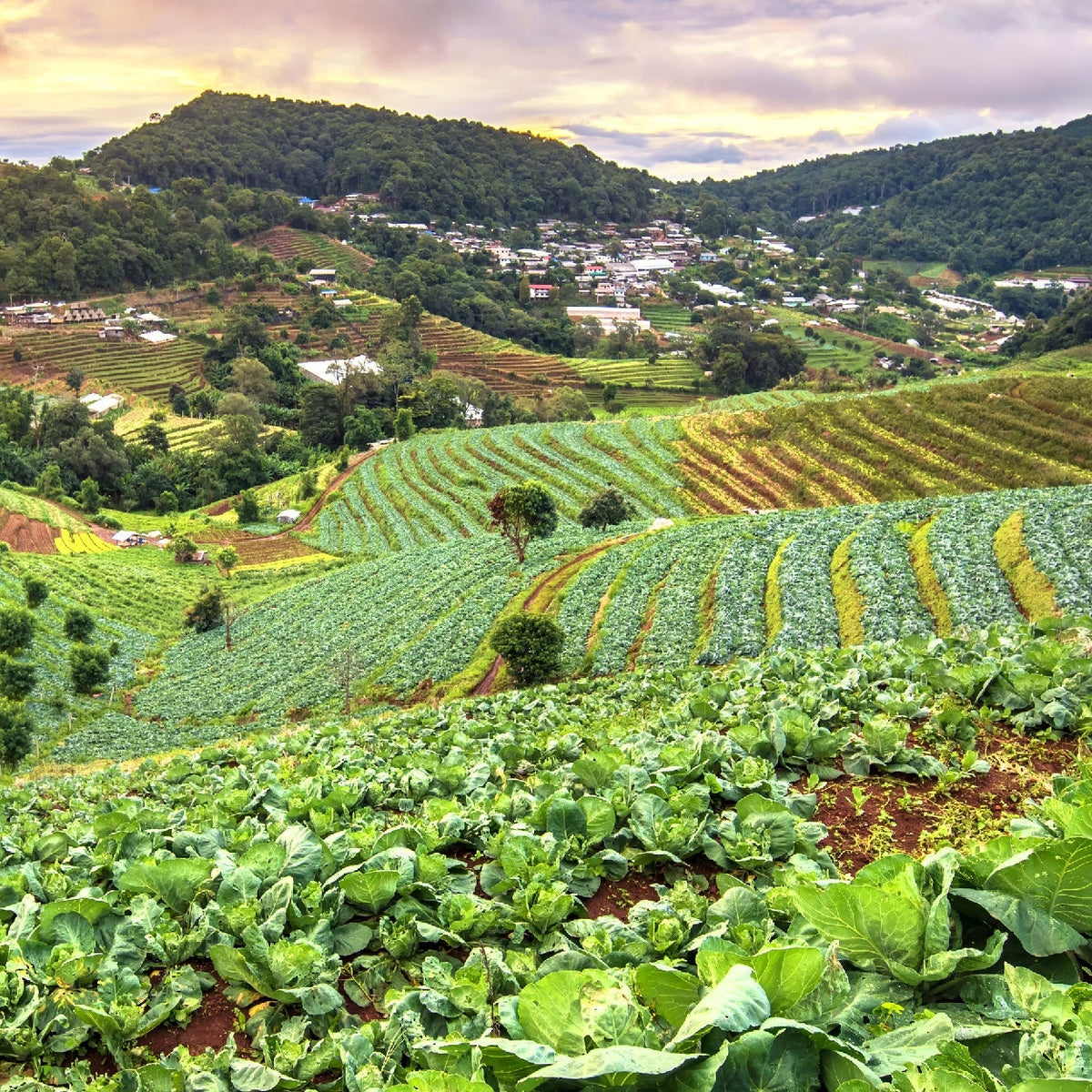 What Is Organic? – Pure Synergy