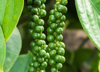 Black Pepper Berry Extract – Pure Synergy