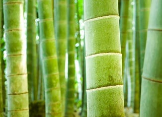 Tabasheer (Bamboo) Extract – Pure Synergy